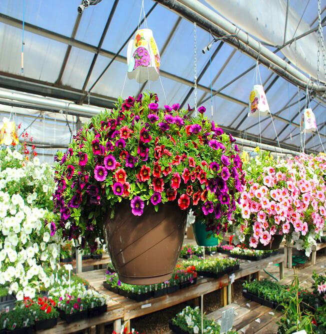 SSHS Booster Club Spring Flower Sale 2016